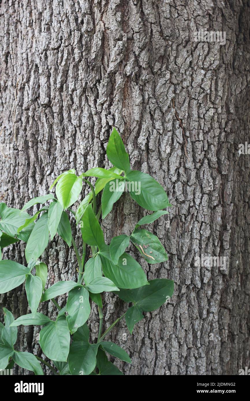 A leafy green tropical plant growing on the side of a tree Stock Photo ...