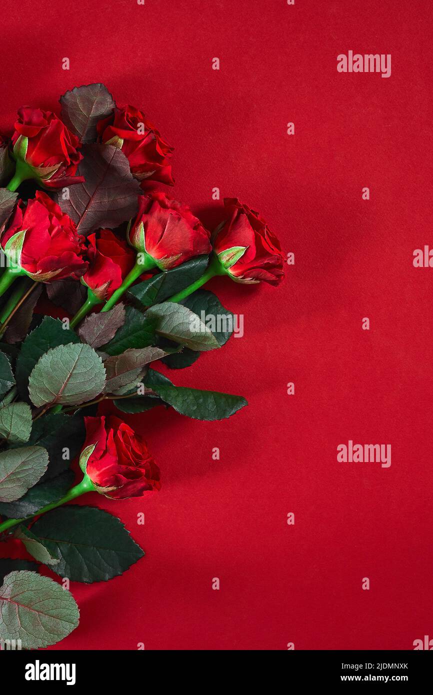 Close-up beautiful red roses bouquet on red background for valen Stock ...