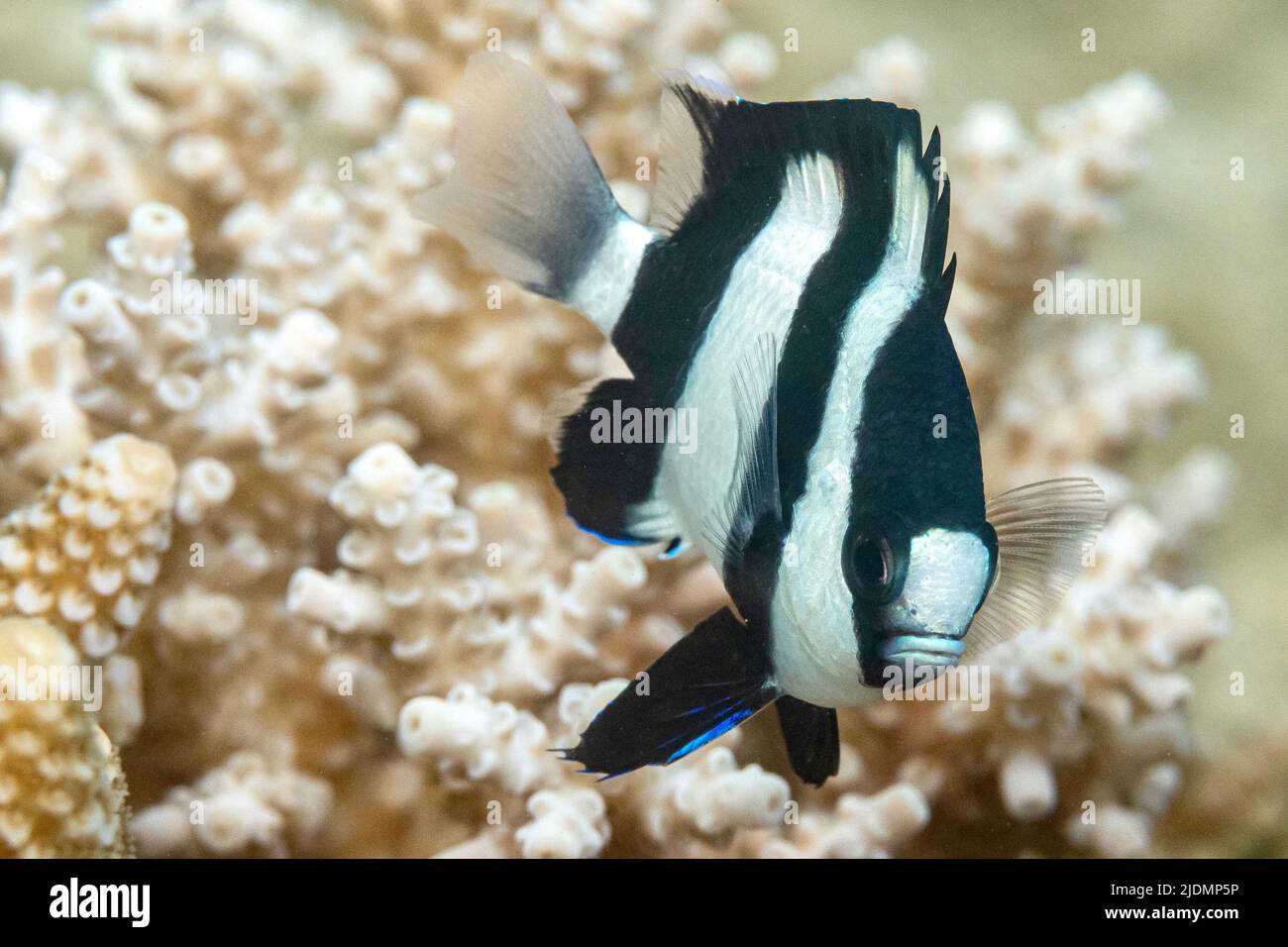 Life on thé reef of Mayotte lagoon Stock Photo - Alamy