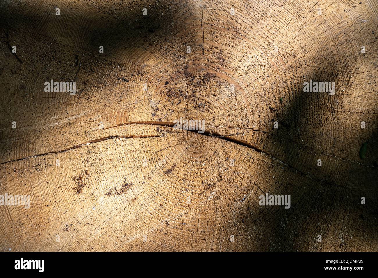 Cutting down a tree in the woods. High quality photo Stock Photo - Alamy
