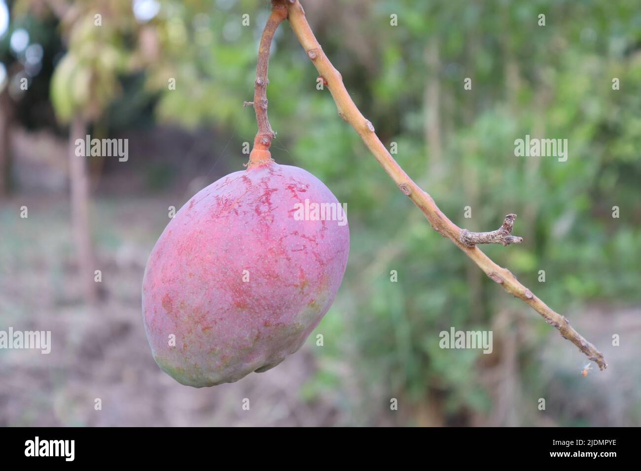 Mango tree agriculture ripe hi-res stock photography and images - Alamy