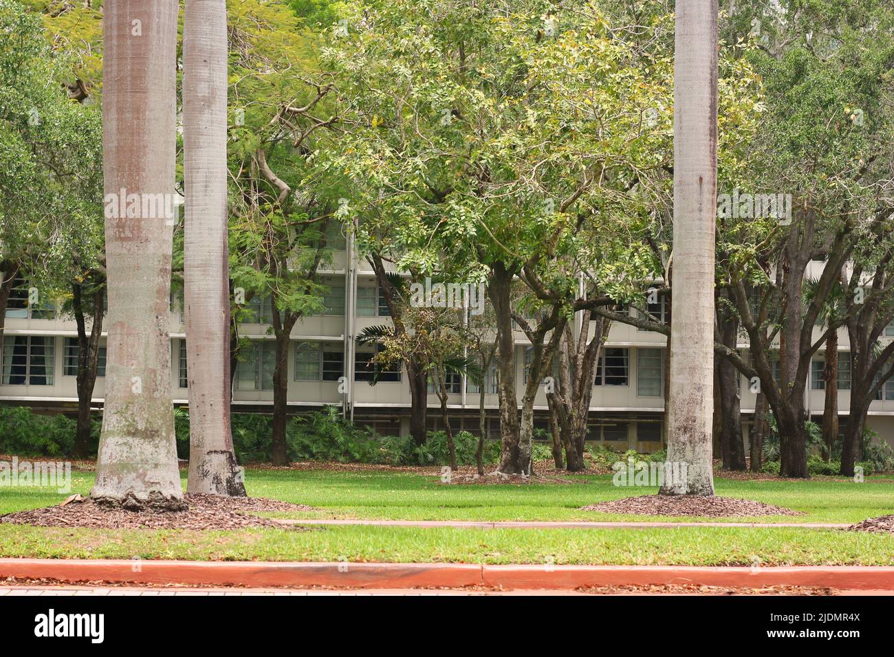 Super tall palm trees growing in the garden Stock Photo - Alamy