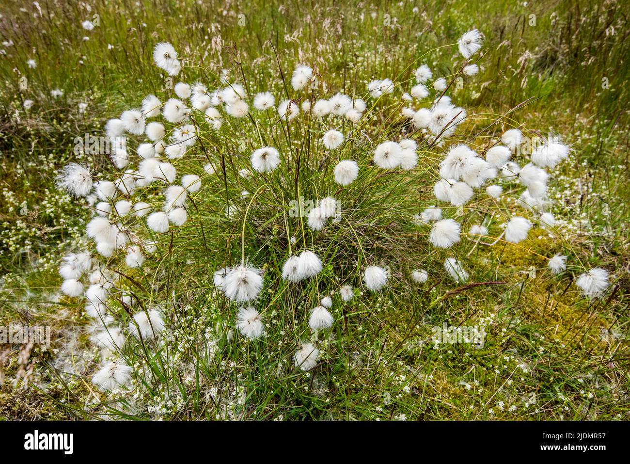 Common Cotton grass, Eriophorum angustifolium, also called common ...