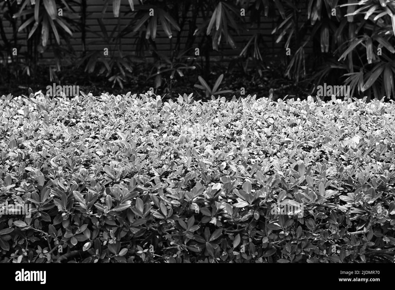 A minimalist view of a leafy tropical bush growing in the sunny meadow ...