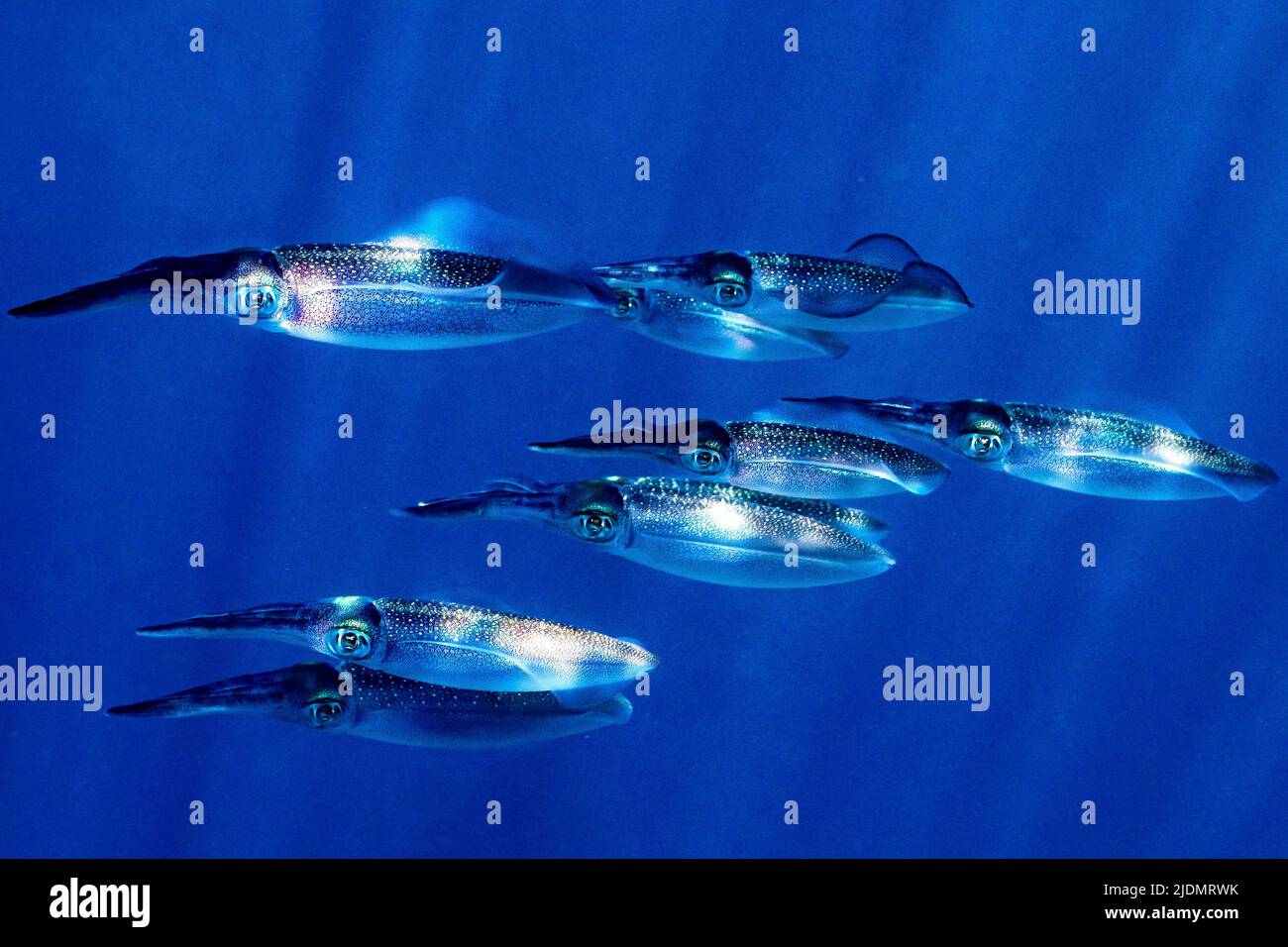 Life on thé reef of Mayotte lagoon Stock Photo - Alamy