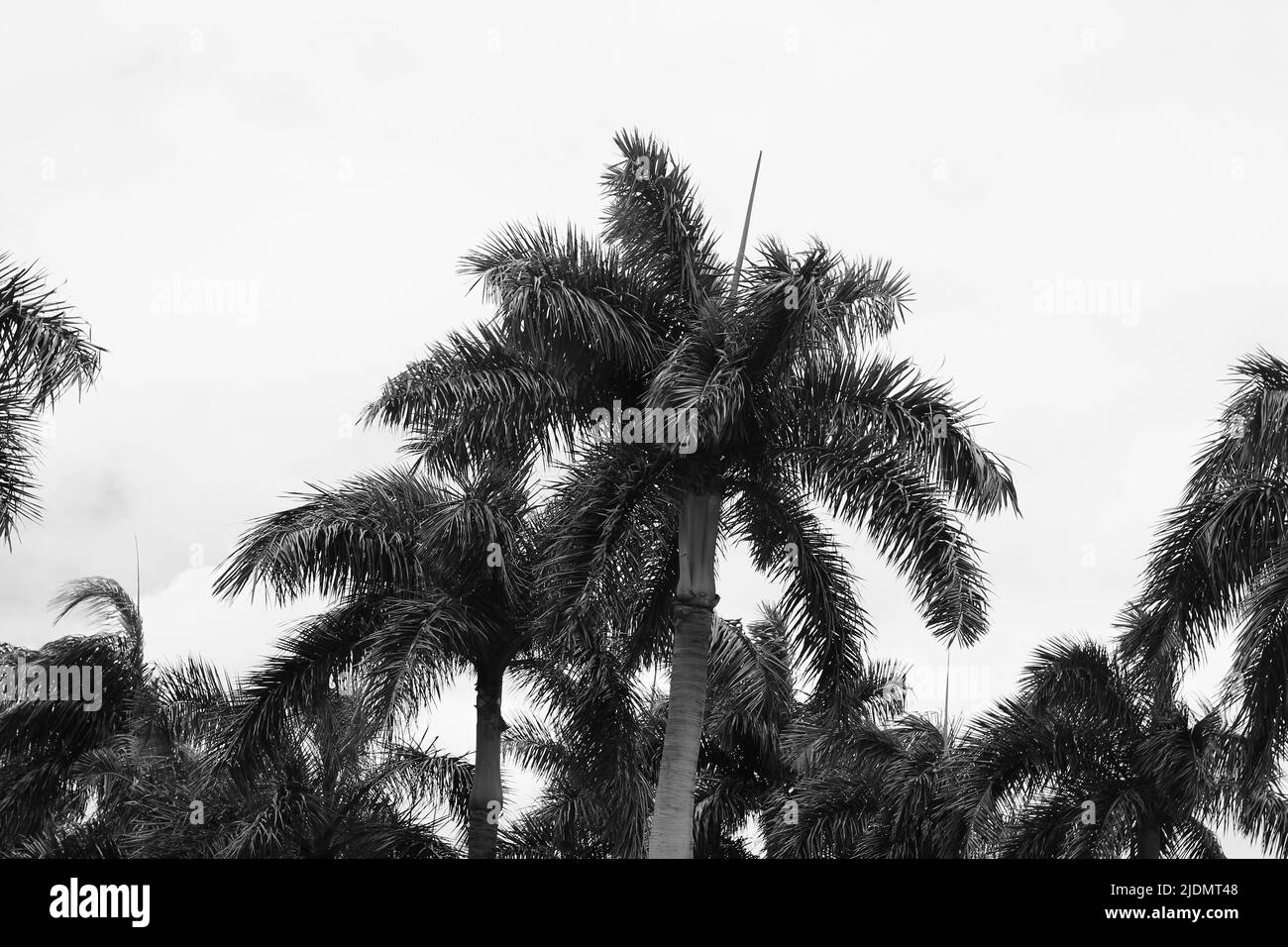 Beautiful tropical palm trees growing in the Florida jungle in black ...