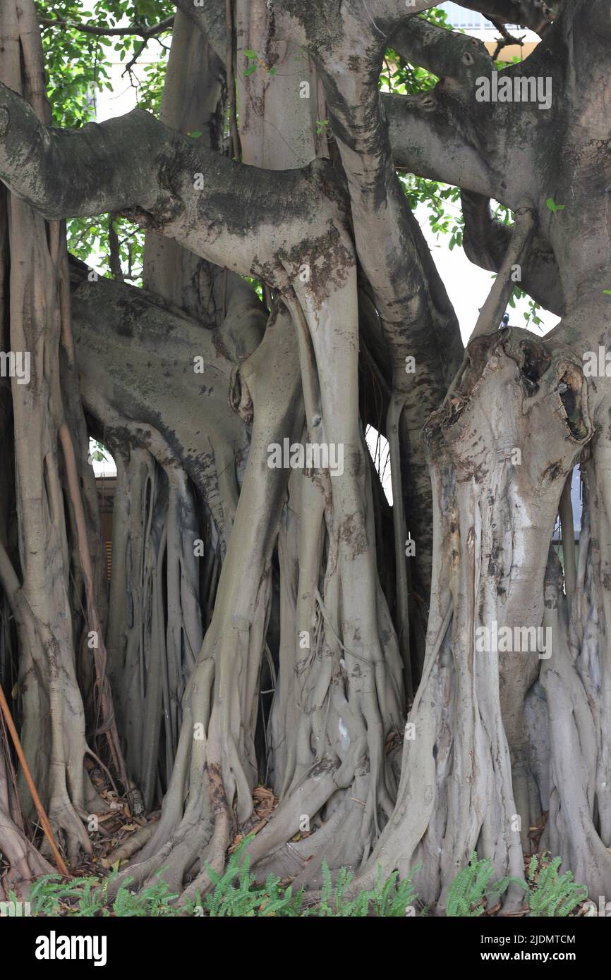 Fig tree roots long hi-res stock photography and images - Alamy