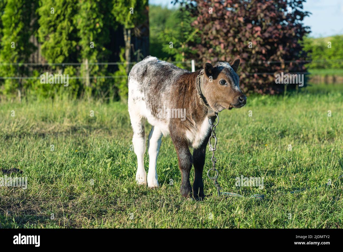 Roan cow hi-res stock photography and images - Alamy