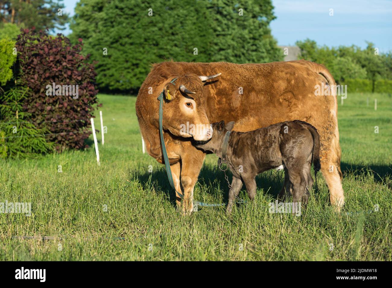 Mom and baby cows hi-res stock photography and images - Alamy