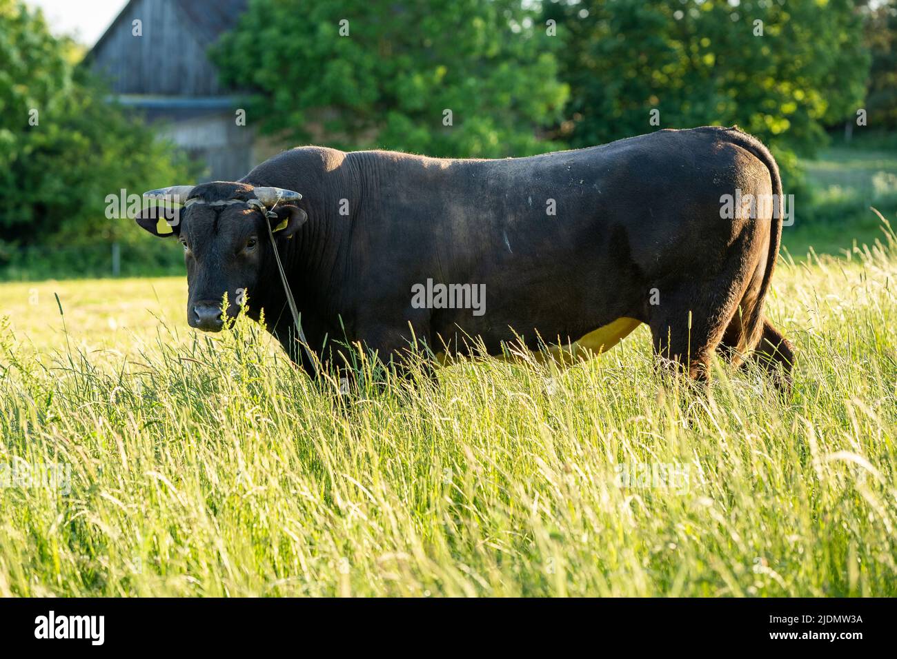 Portrait of a large beautiful bull, brown in color, standing in a field ...
