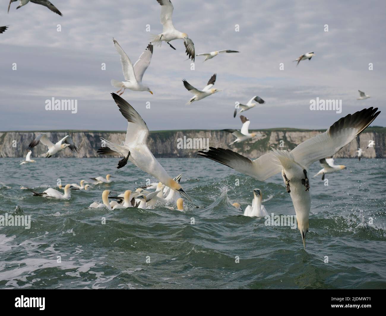 Gannet, Morus bassanus, group of bird diving into water, Yorkshire ...