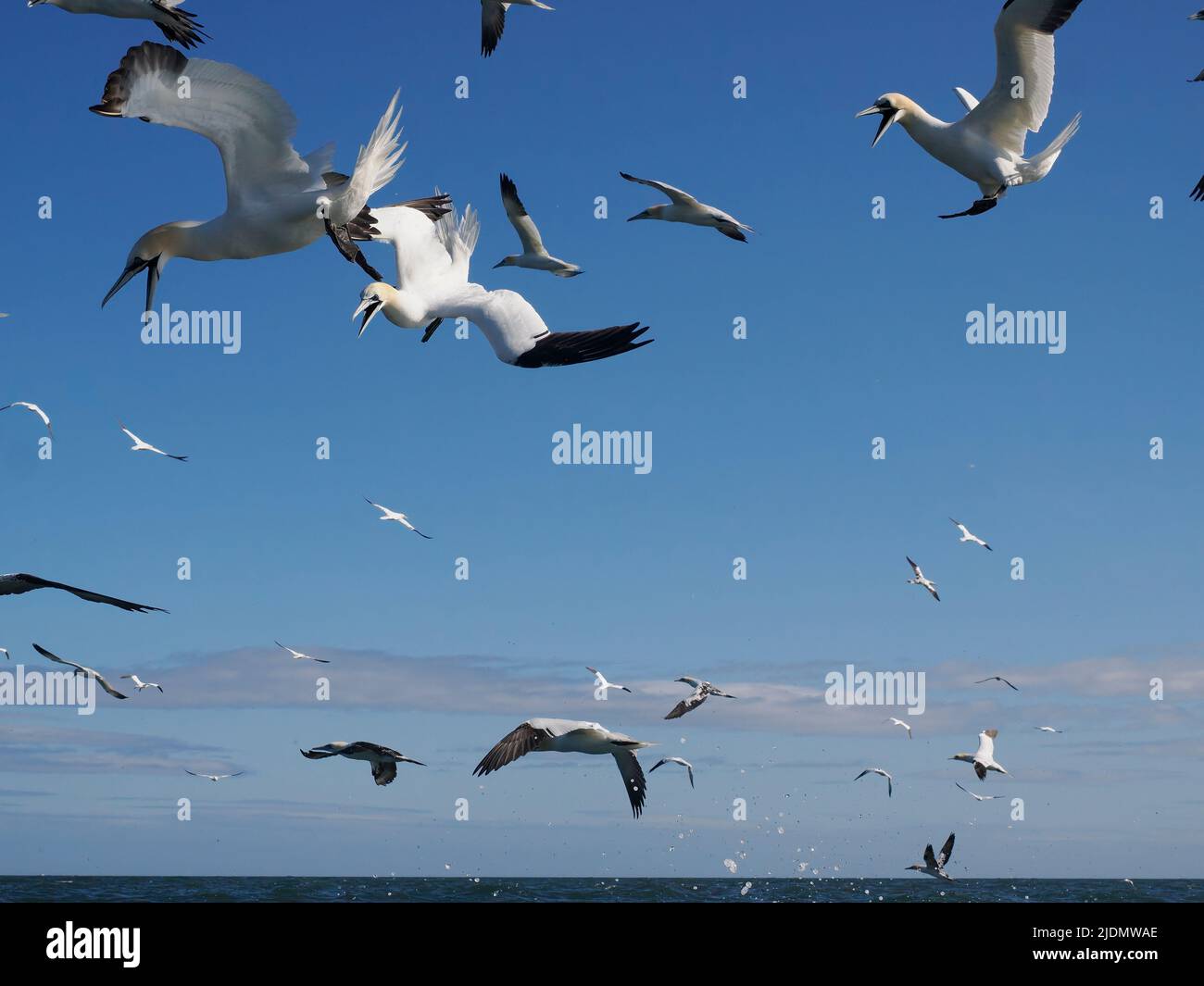 Bird diving into water hi-res stock photography and images - Alamy