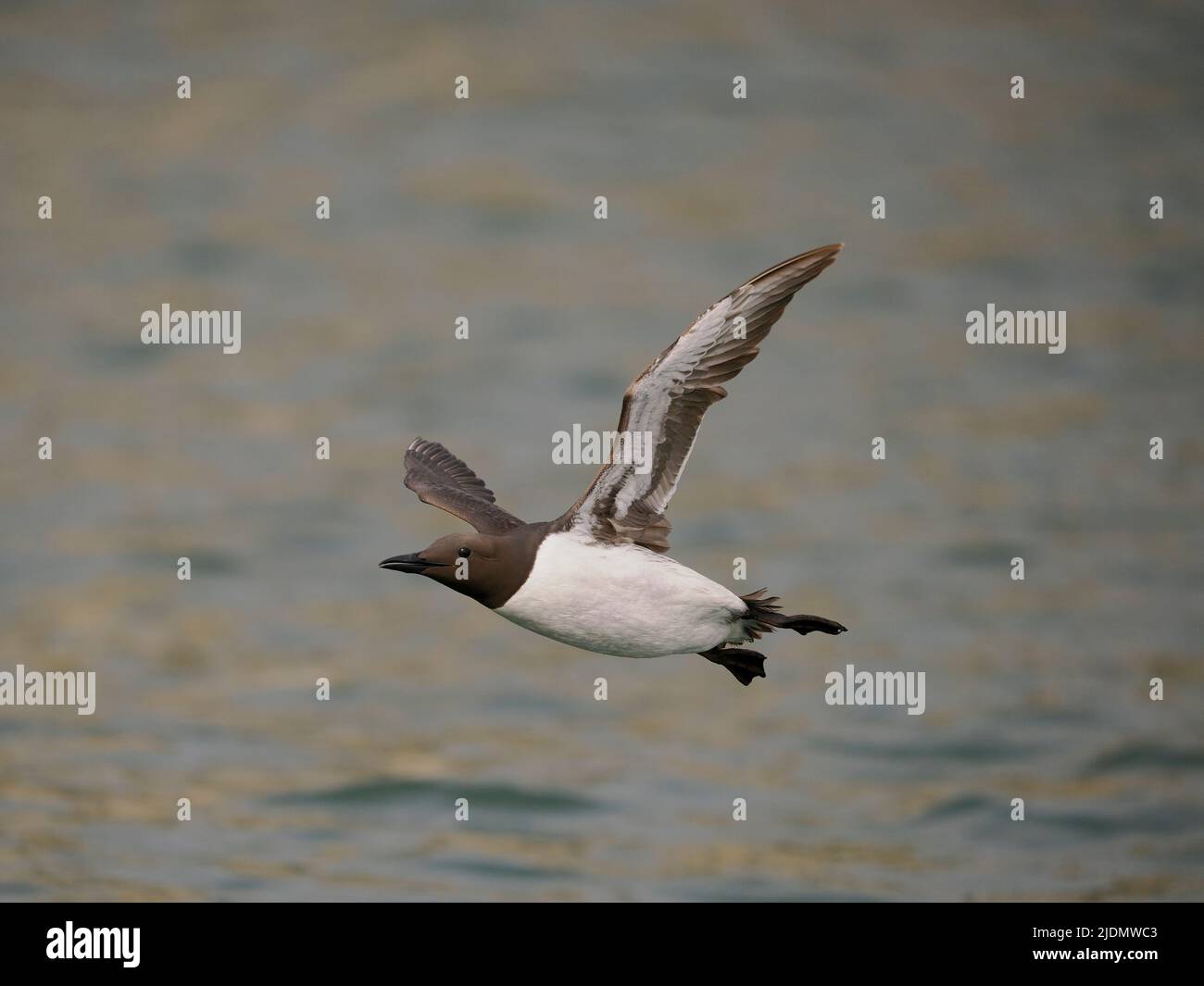 Guillemot, Uria aalge, single bird in flight, Yorkshire, June 2022 ...