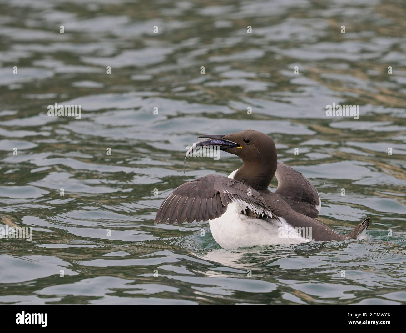 Guillemot, Uria aalge, single bird with fish in sea, Yorkshire, June ...