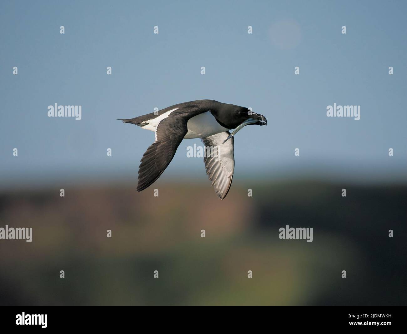 Razorbill, Alca torda, single bird in flight, Yorkshire, June 2022 ...