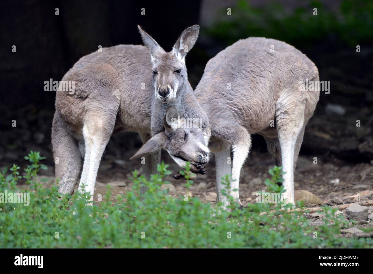 June 22, 2022, Olomouc, Czech Republic: Two red kangaroos (Macropus ...