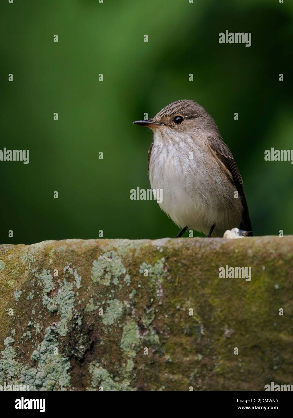 Spotted flycatcher, Muscicapa striata, single bird on tombstone ...