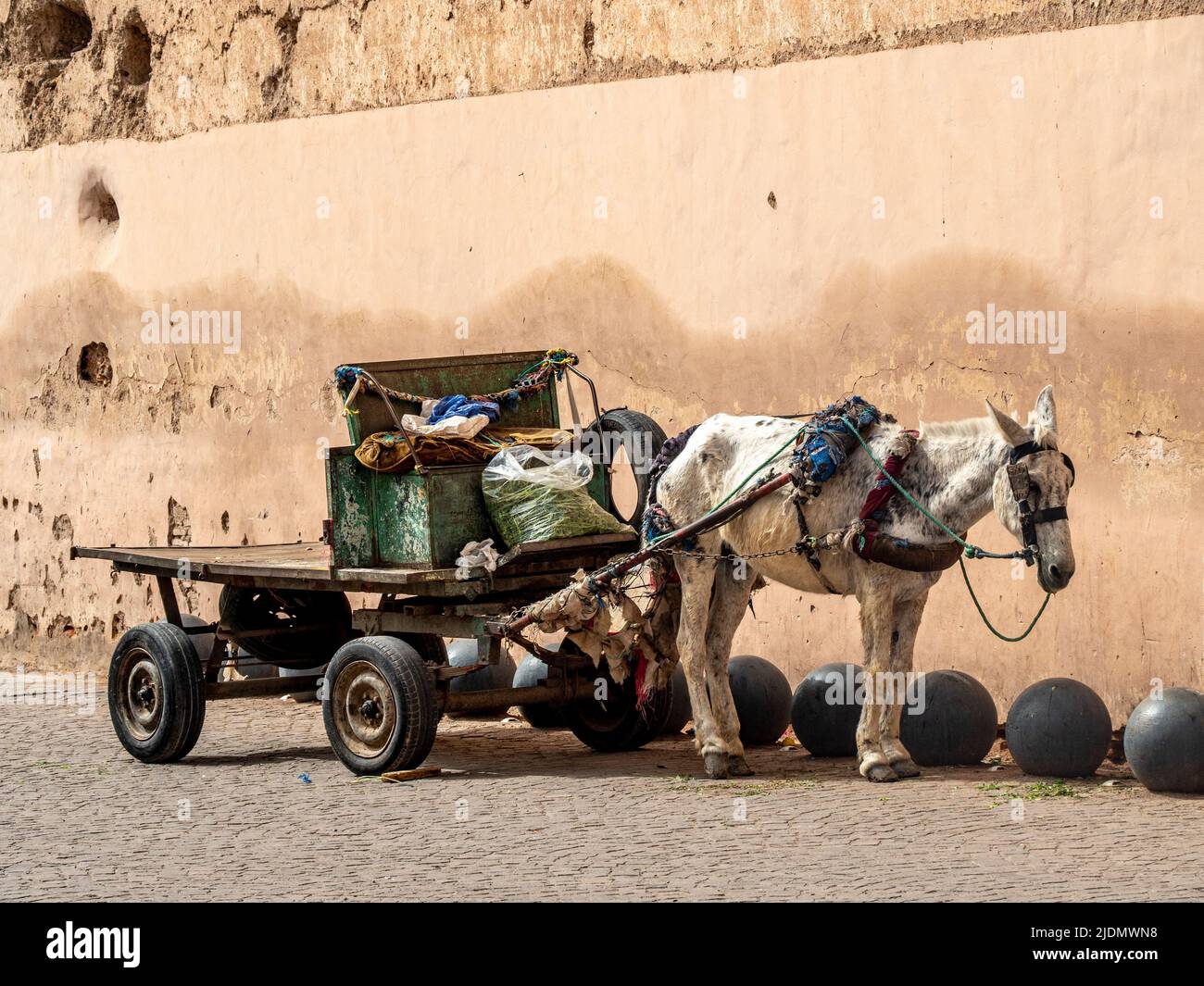 White donkey pulling loaded wagon to haul goods through the Marrakech ...