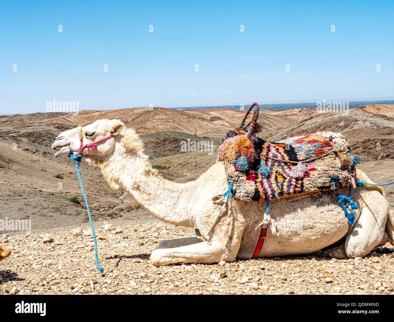 Camel poses with teeth exposed in Agafay Desert with deep blue sky ...