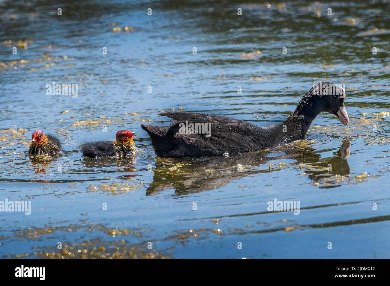 Coot with two fluffy chicks not soon after birth Stock Photo - Alamy
