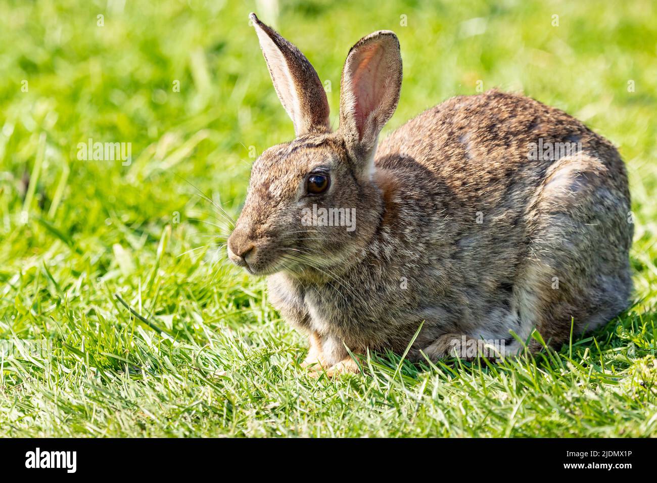 Rabbit Oryctolagus cuniculus Stock Photo - Alamy