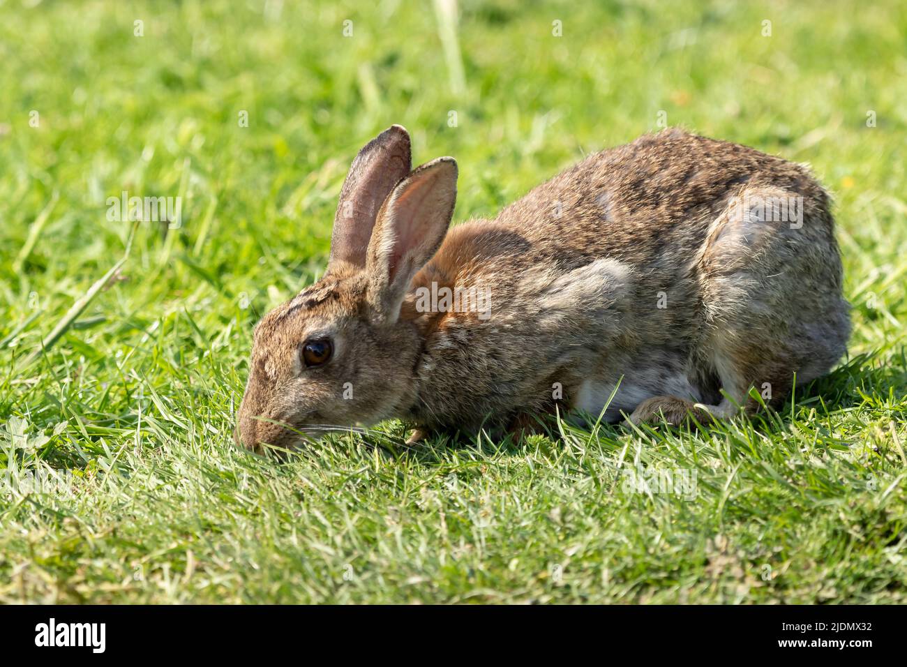 Rabbit Oryctolagus cuniculus Stock Photo - Alamy