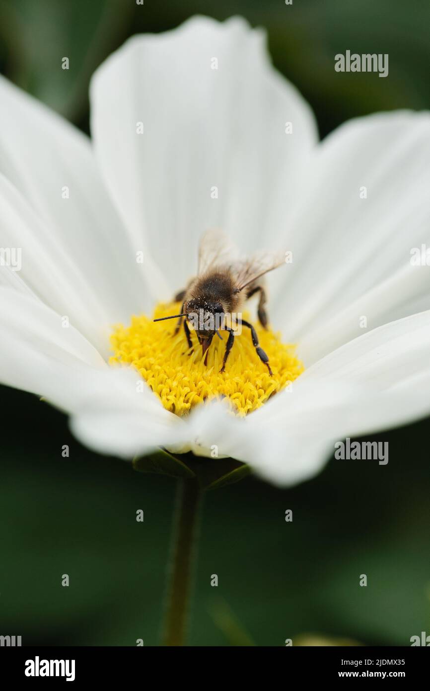 Proboscis extracting nectar hi-res stock photography and images - Alamy
