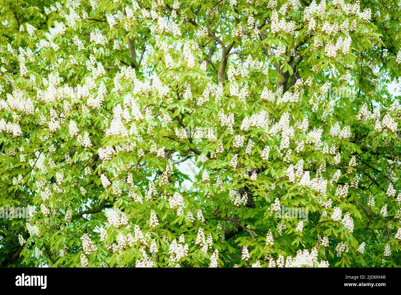 chestnut tree outdoors in the city park Stock Photo - Alamy