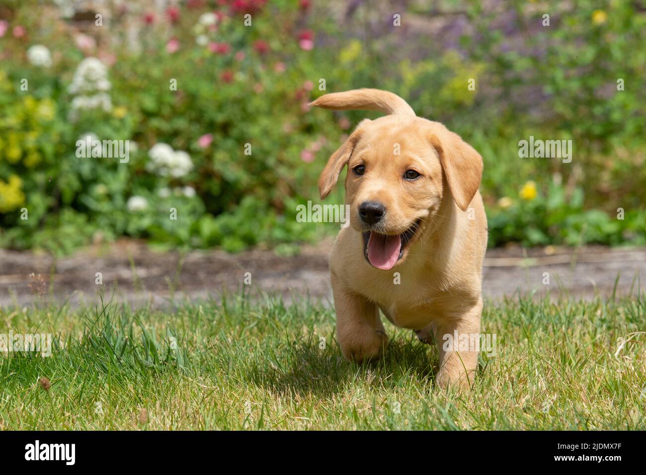 Yellow labrador retriever puppy Stock Photo - Alamy