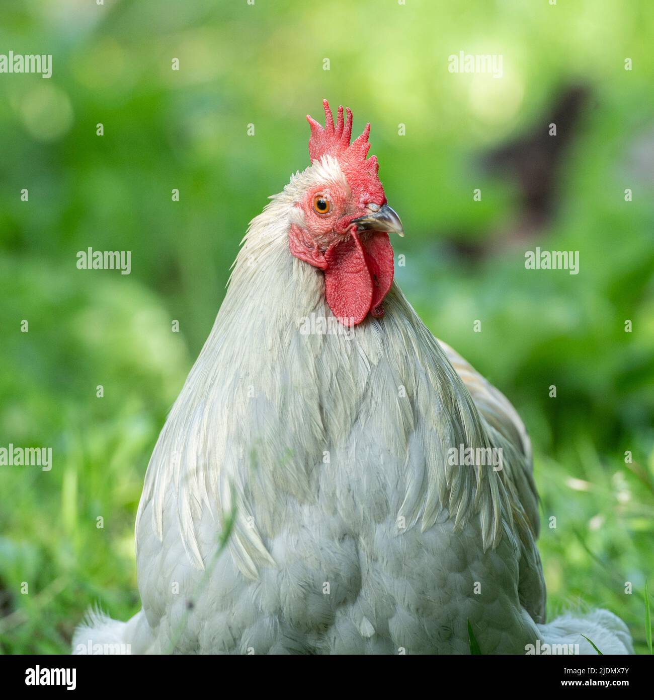 lavender pekin bantam rooster Stock Photo - Alamy