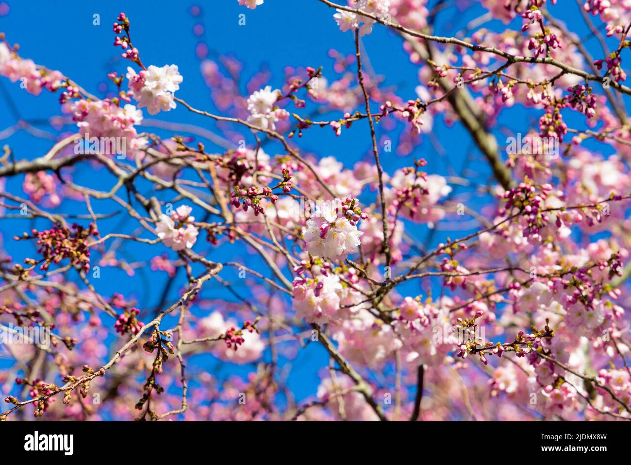 Spring Cherry blossoms, pink flowers Stock Photo - Alamy