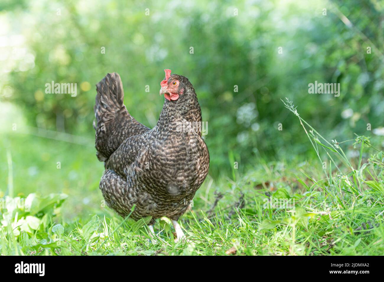 Maran chicken hi-res stock photography and images - Alamy