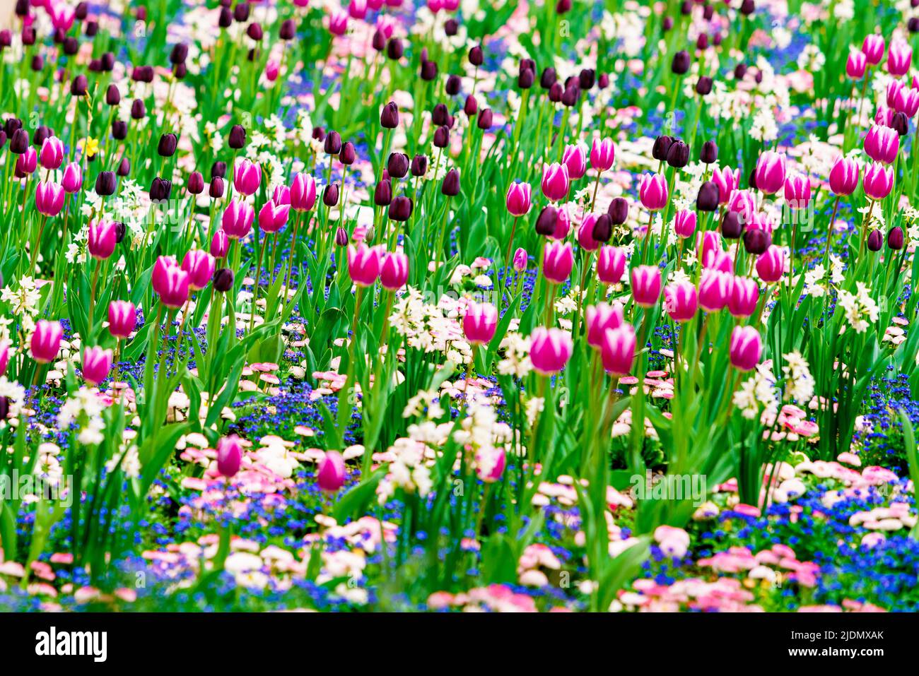 Field of Colorful Tulips in Bloom Stock Photo - Alamy