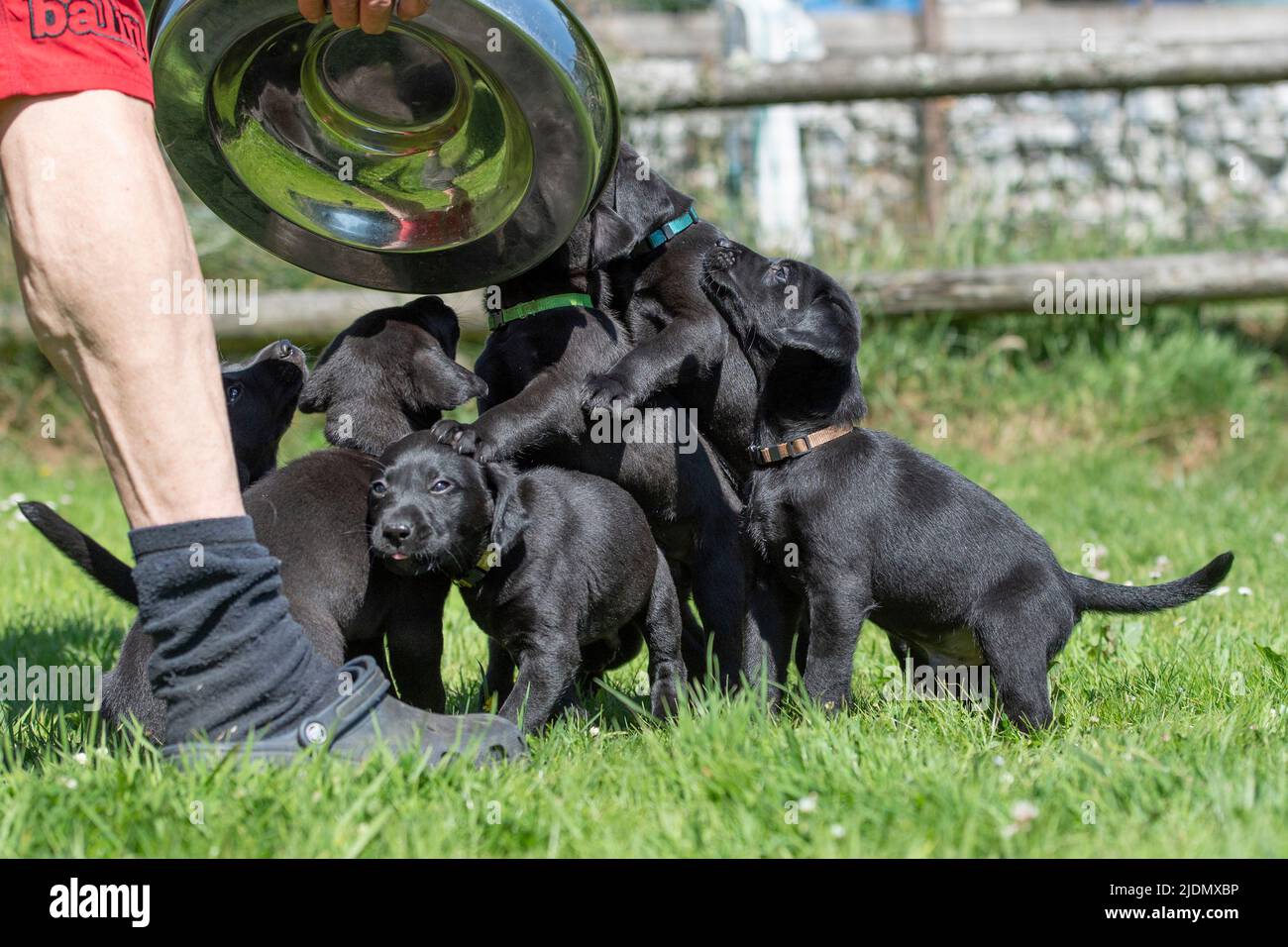 litter of labrador puppies with breeder at mealtime Stock Photo - Alamy