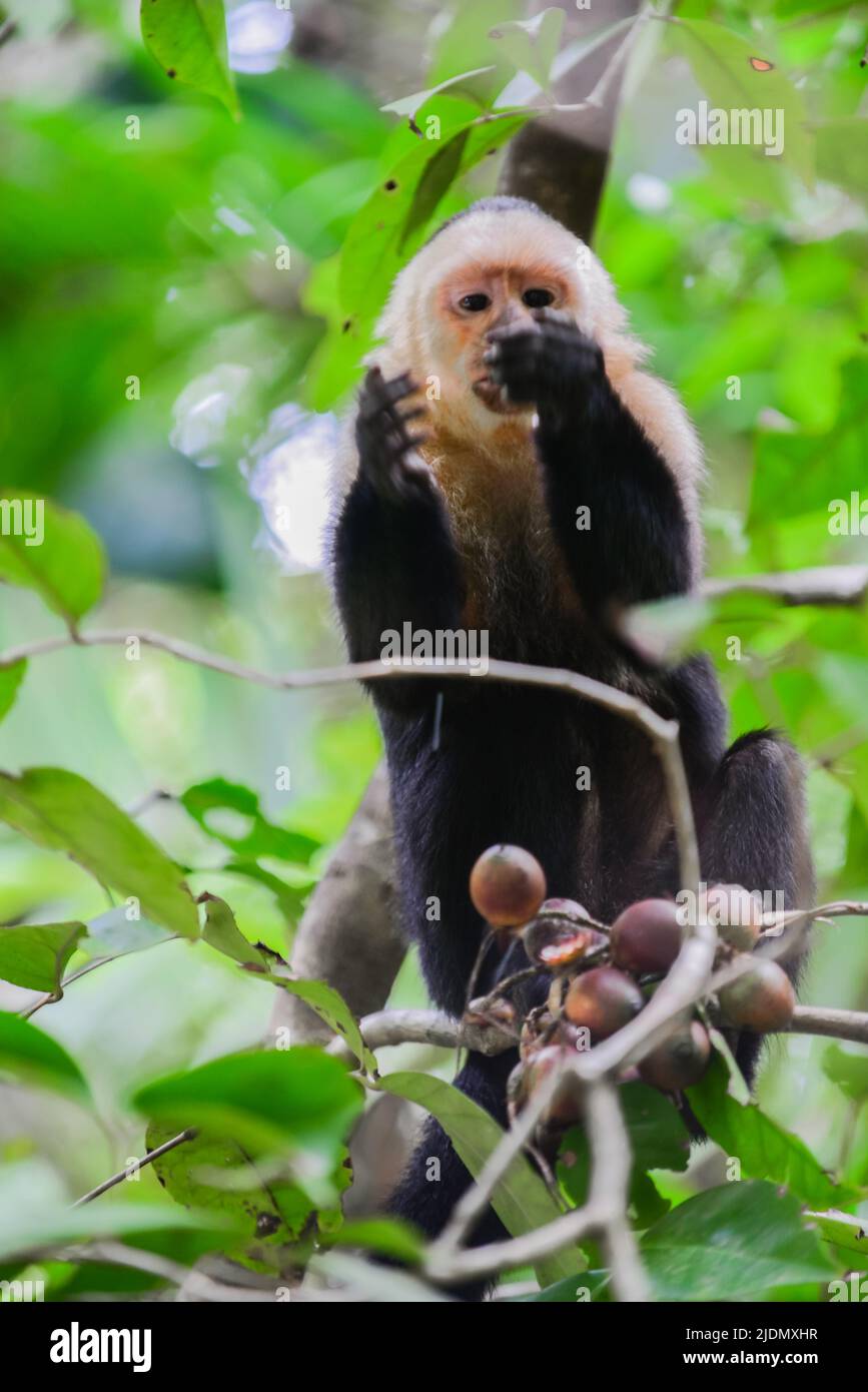Panamanian White-faced Capuchin eating on a tree in Manuel Antonio ...