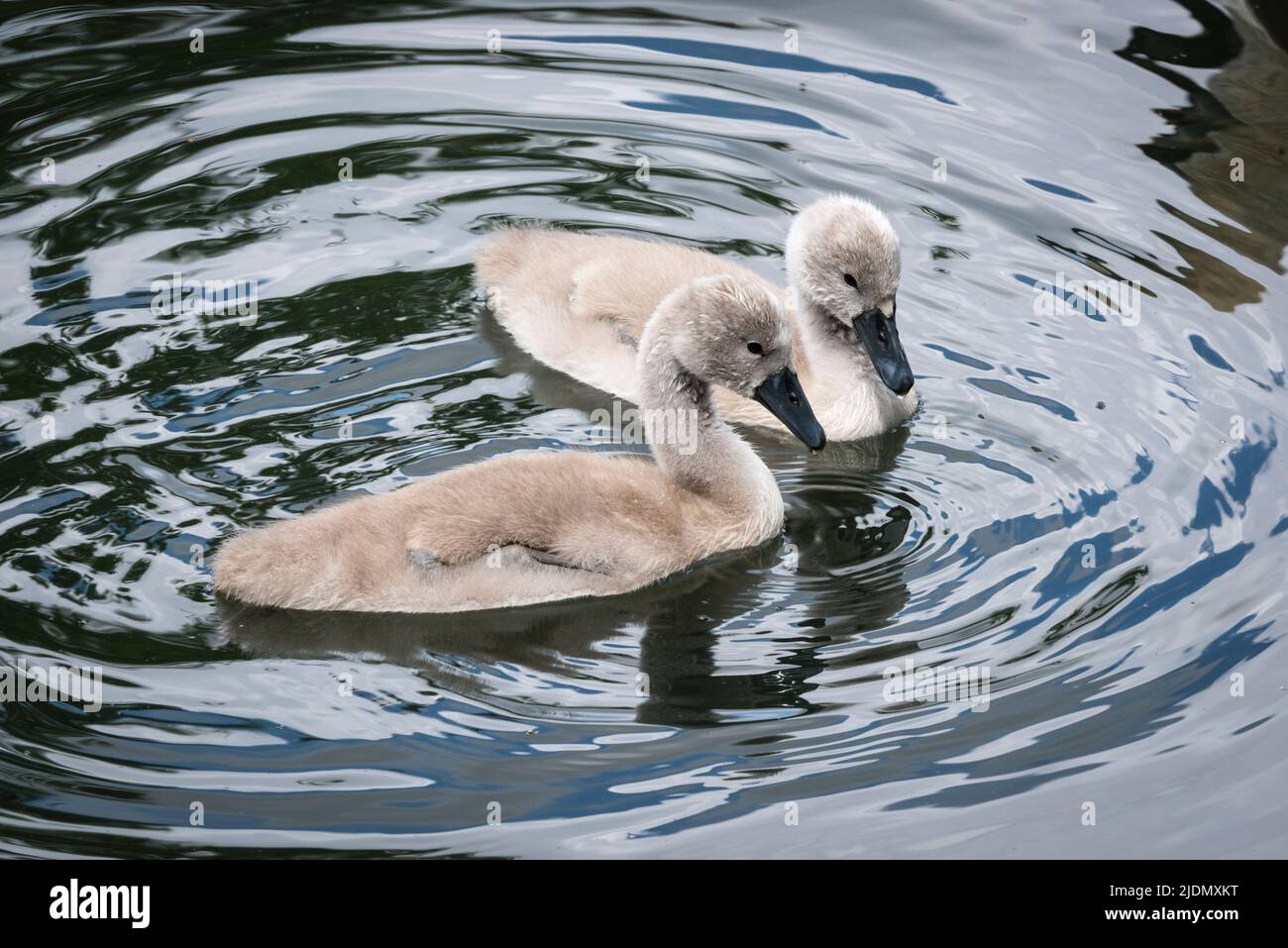 Two water ripples hi-res stock photography and images - Alamy