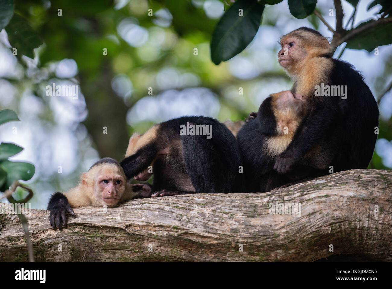 Group of Panamanian White-faced Capuchins social grooming on tree in ...