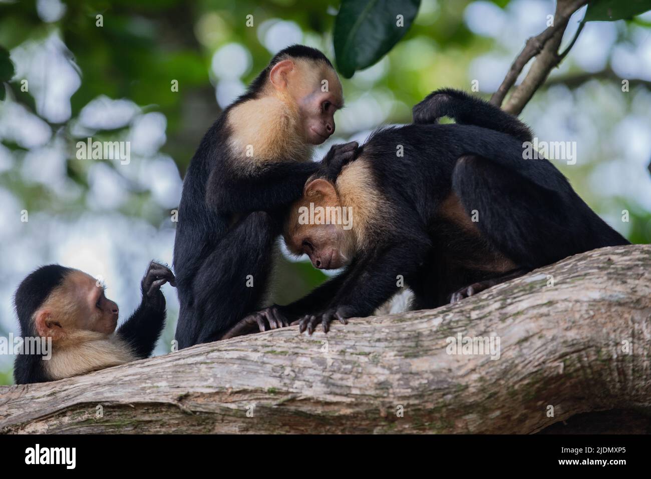 Capuchin social grooming hi-res stock photography and images - Alamy