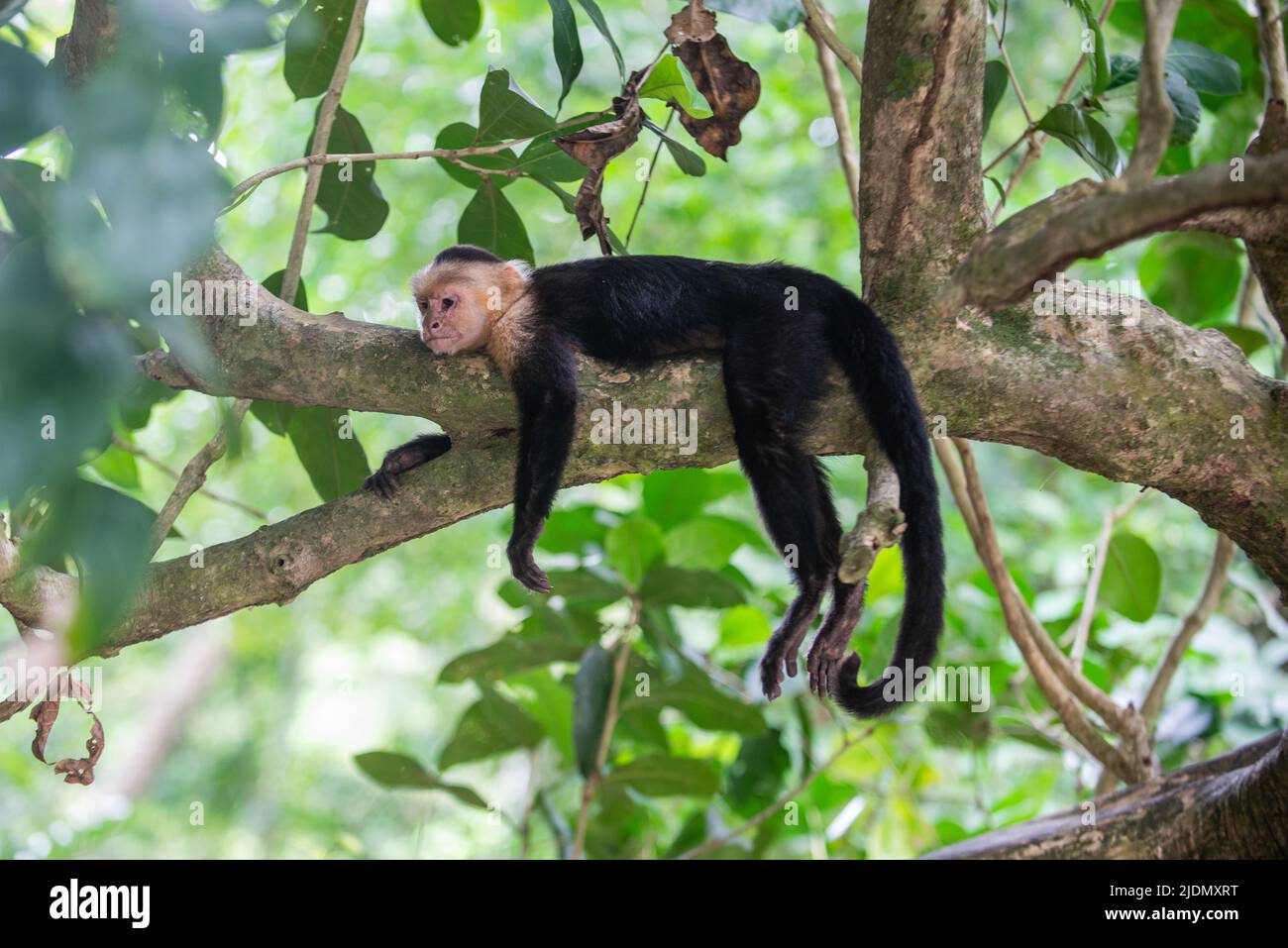 Panamanian White-faced Capuchin laying relaxed on tree branch in Manuel ...
