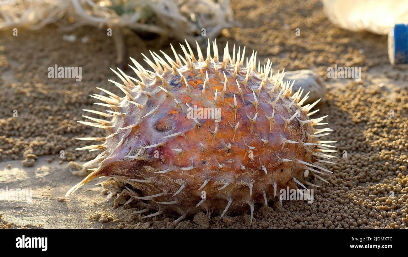 Dead fish pufferfish lies on sandy ocean beach, surrounded by various ...