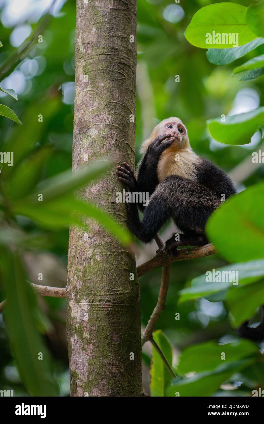 Panamanian White-faced Capuchin climbing tree in Manuel Antonio ...