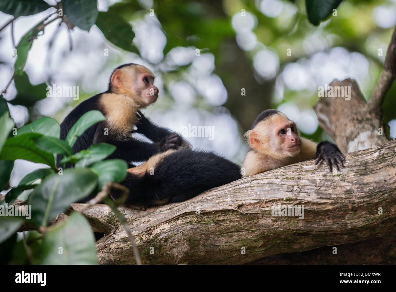 Group of Panamanian White-faced Capuchins social grooming on tree in ...