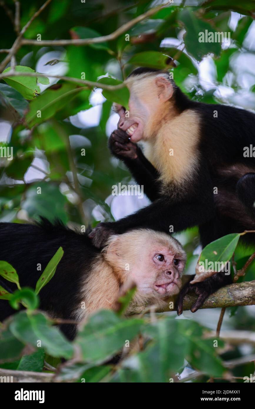 Couple of Panamanian White-faced Capuchin social grooming on tree in ...
