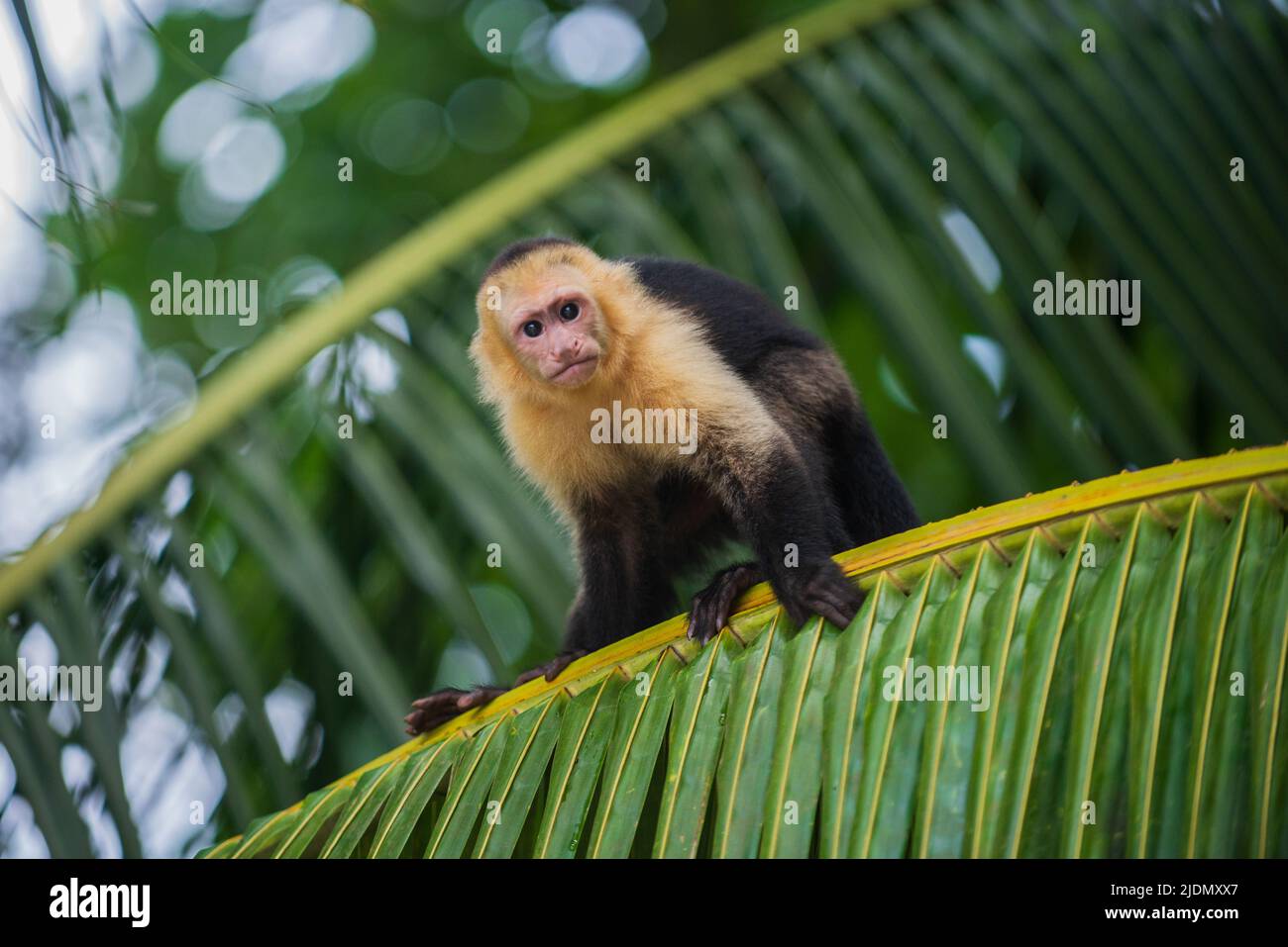 Portrait of Panamanian White-faced Capuchin on tree branch in Manuel ...