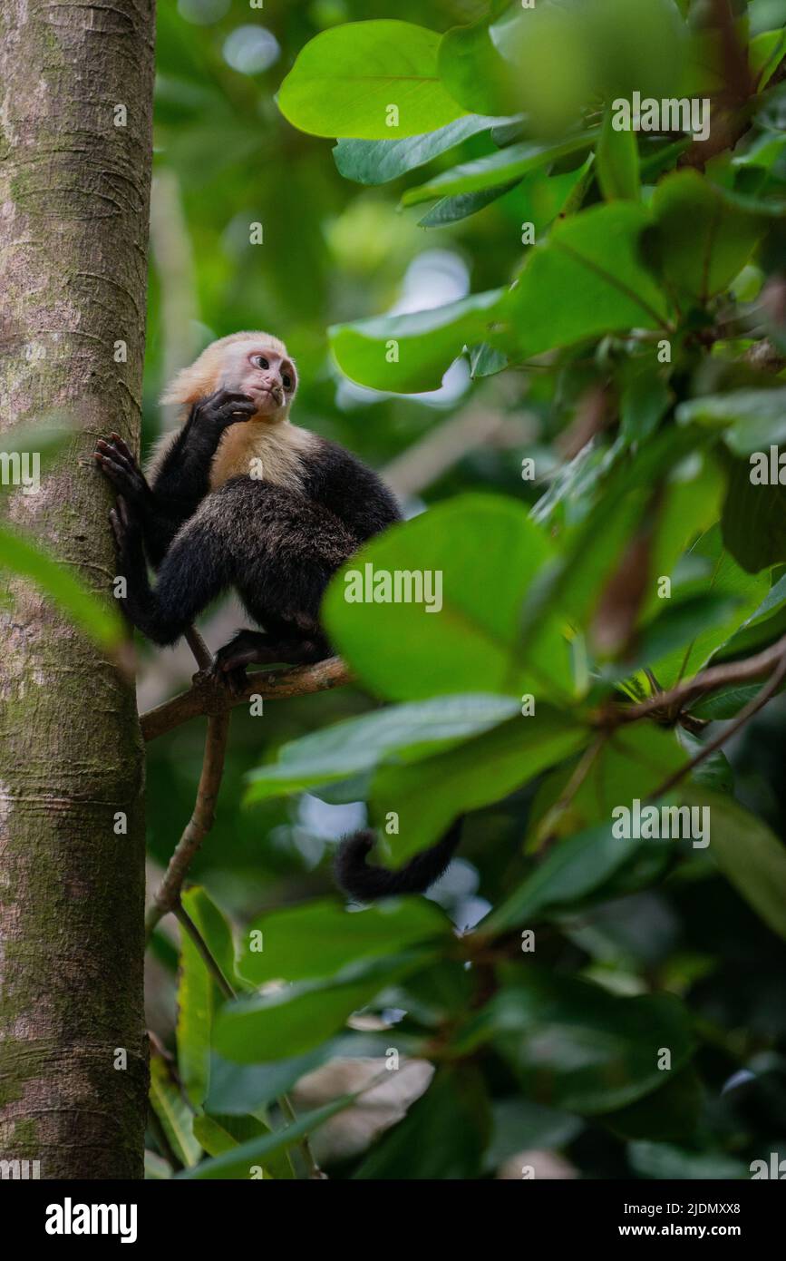 Panamanian White-faced Capuchin climbing tree in Manuel Antonio ...
