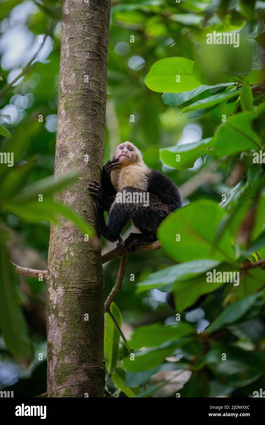 Panamanian White-faced Capuchin climbing tree in Manuel Antonio ...