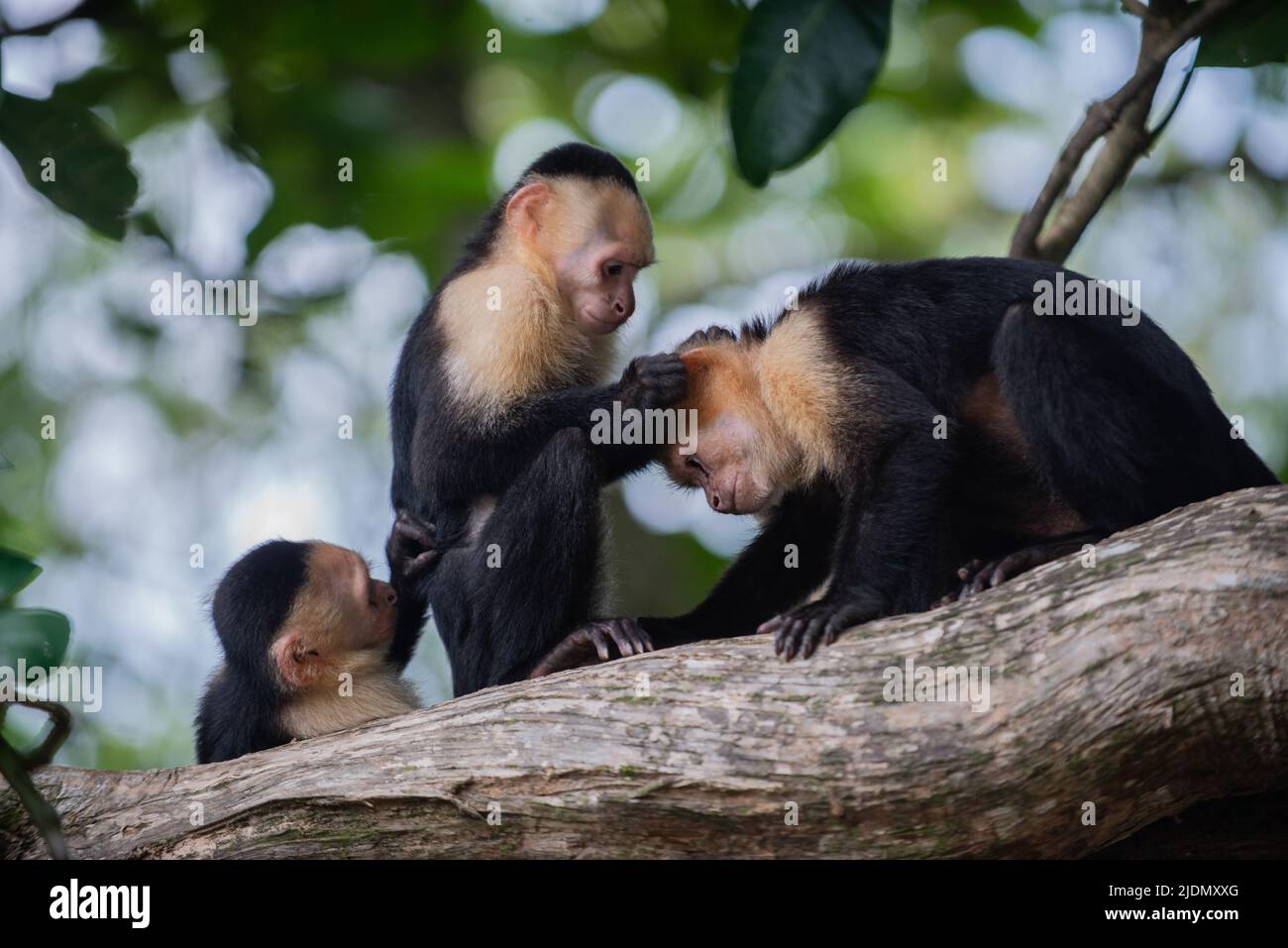 Group of Panamanian White-faced Capuchins social grooming on tree in ...