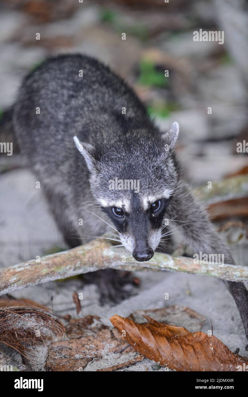 Raccoon on the beach in Manuel Antonio National Park, Costa Rica Stock ...