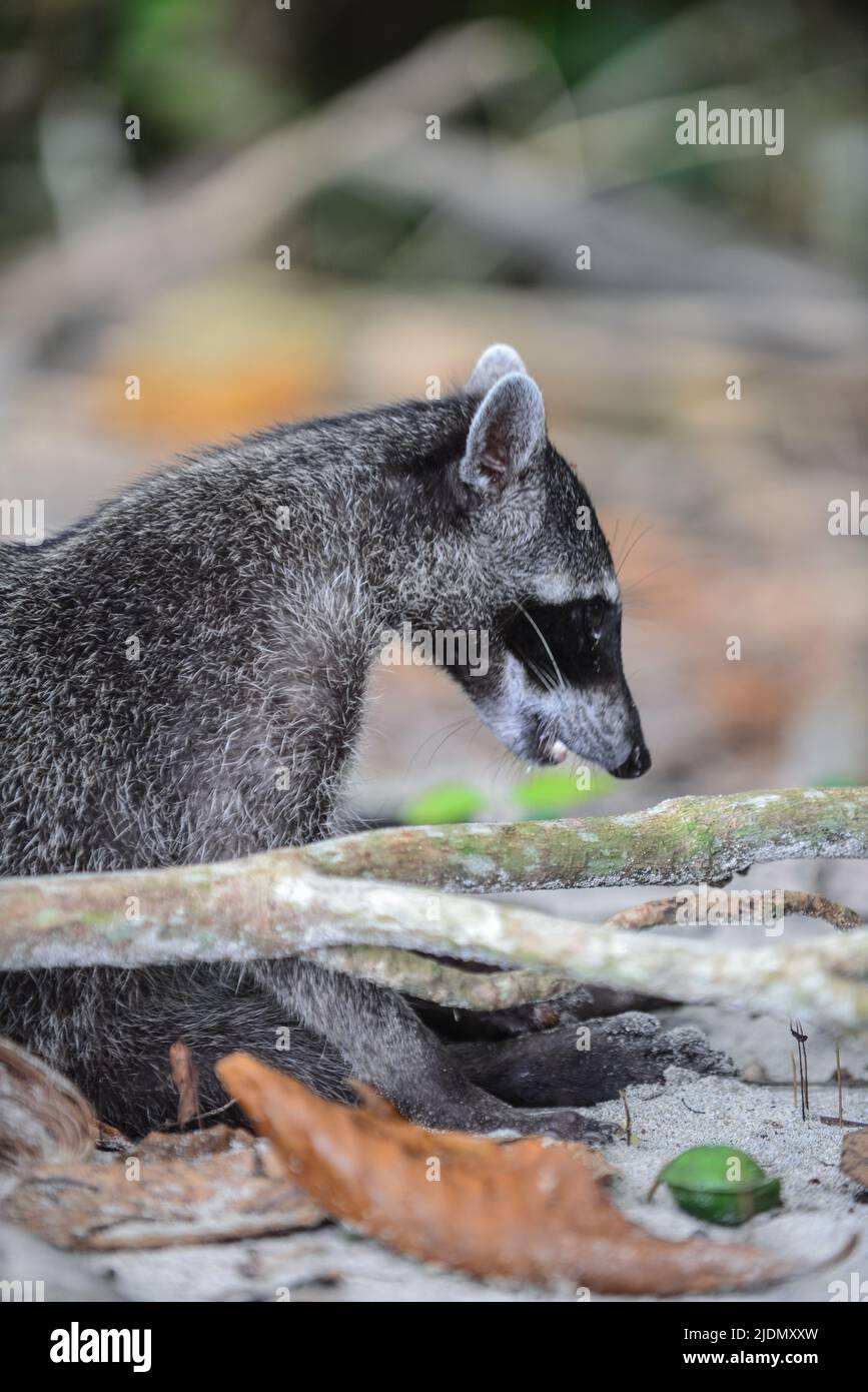 Raccoon on the beach in Manuel Antonio National Park, Costa Rica Stock ...