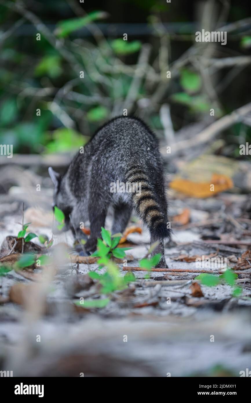 Raccoon on the beach in Manuel Antonio National Park, Costa Rica Stock ...